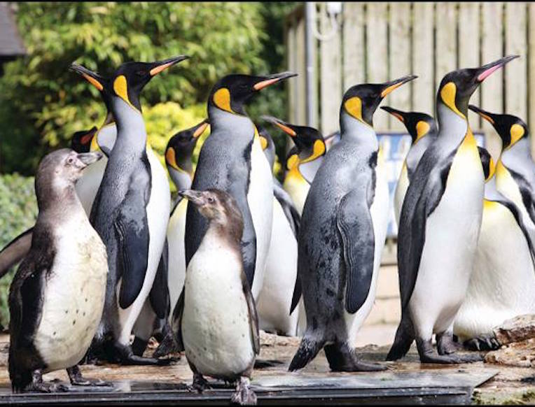 Birdland Park & Jurassic Journey | Goop