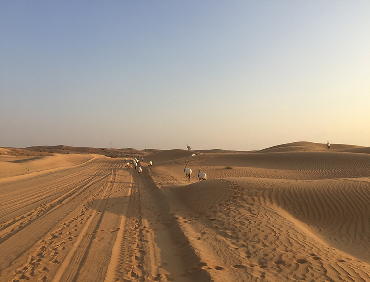 Desert Safari - goop