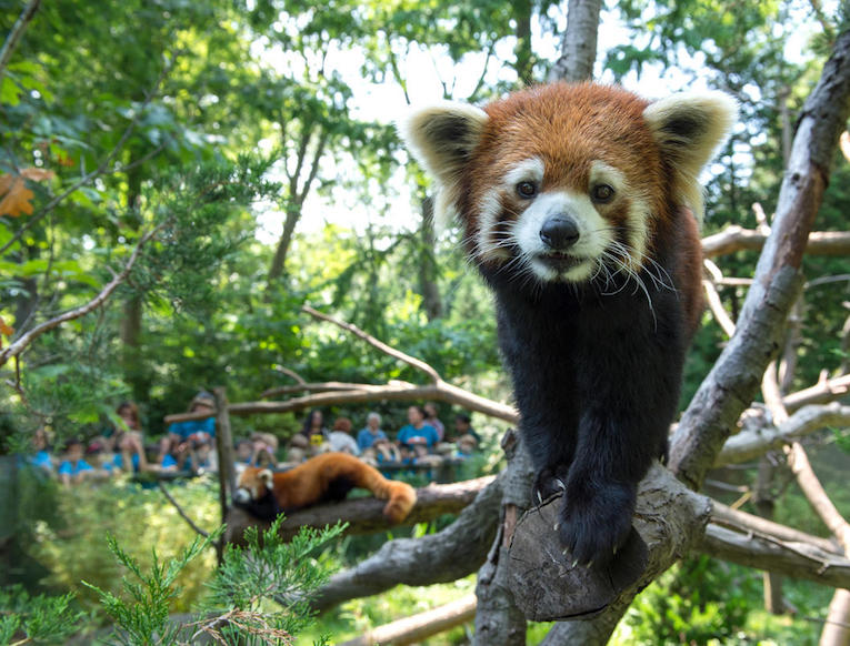 Prospect Park Zoo | Goop