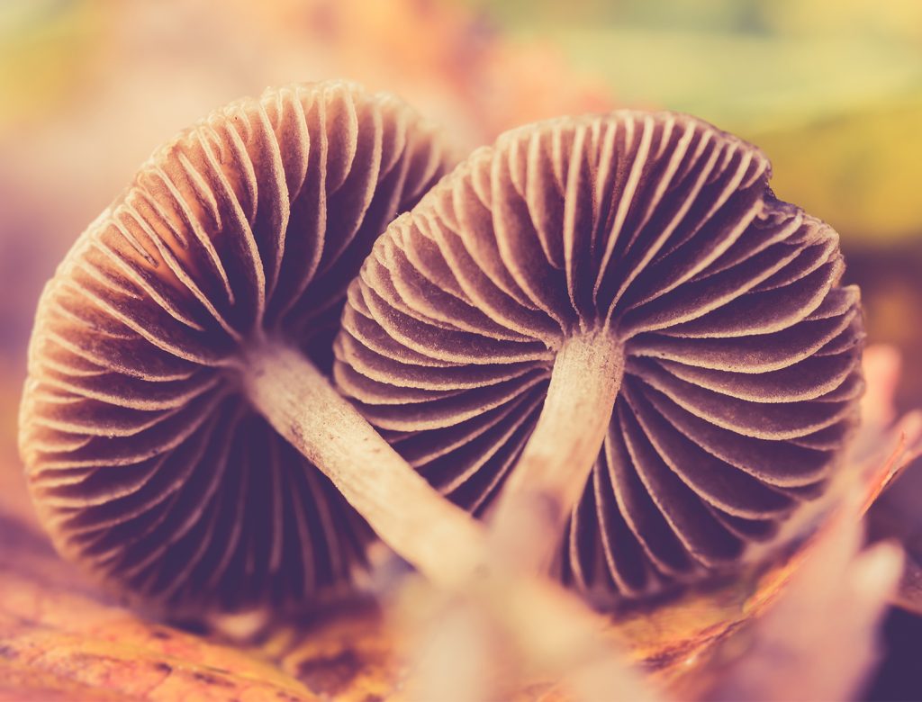 Wellness, Health, Mindfulness, Fitness, and More | goop