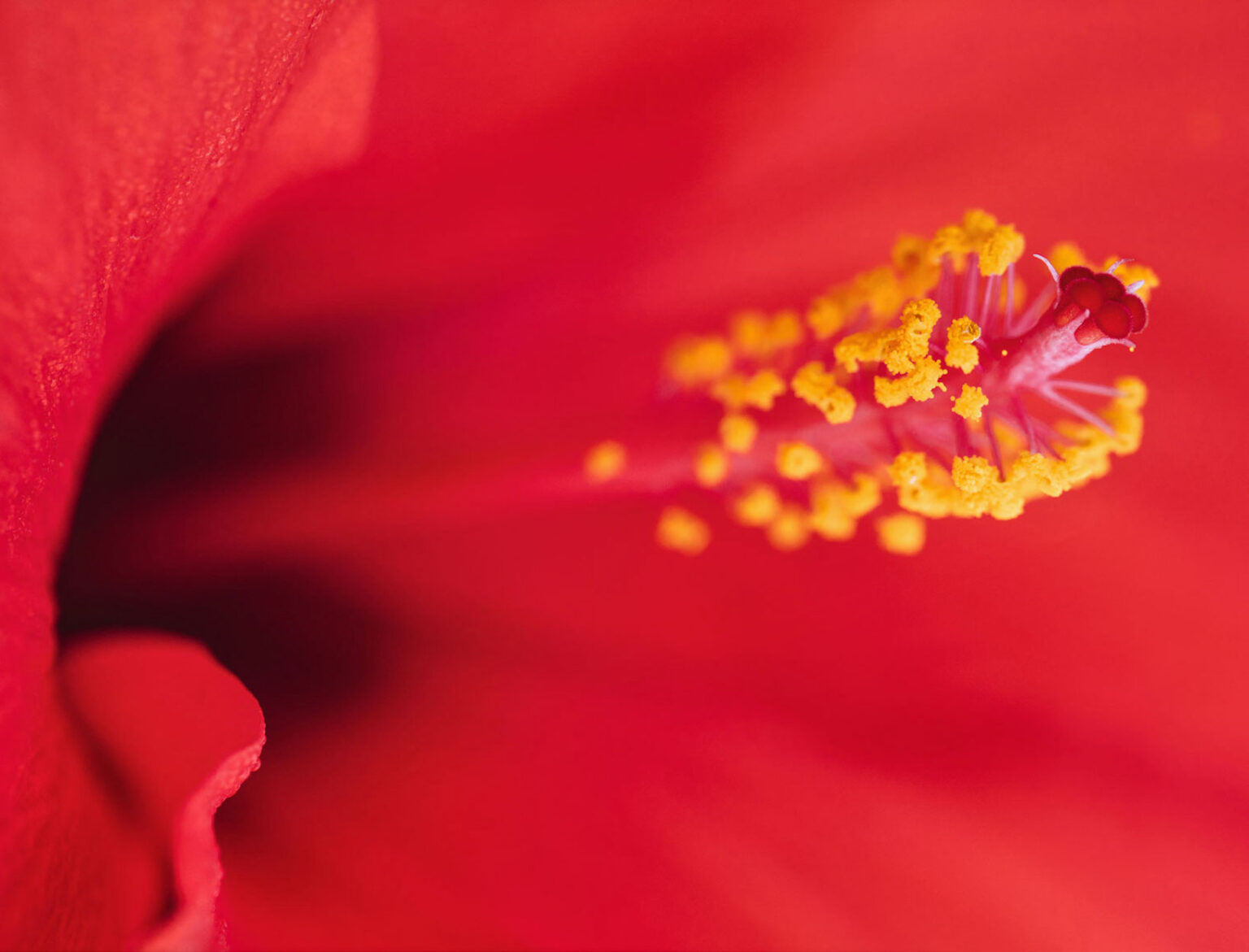 Wellness, Health, Mindfulness, Fitness, and More | goop