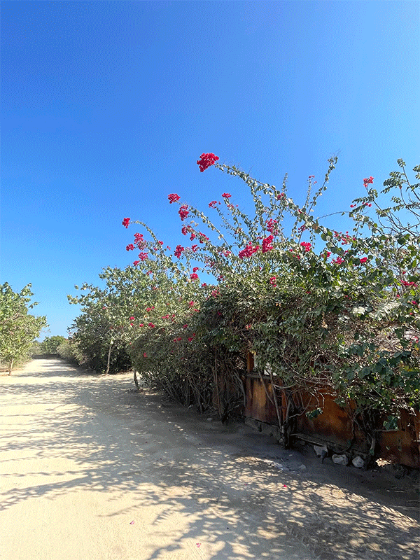 4 Days in Punta Pájaros, a Serene Oaxacan Beach Town - goop